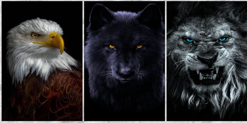 Kit 3 Quadros Águia Lobo e Leão 20x30 Disciplina Execução E Foco - Leão ...