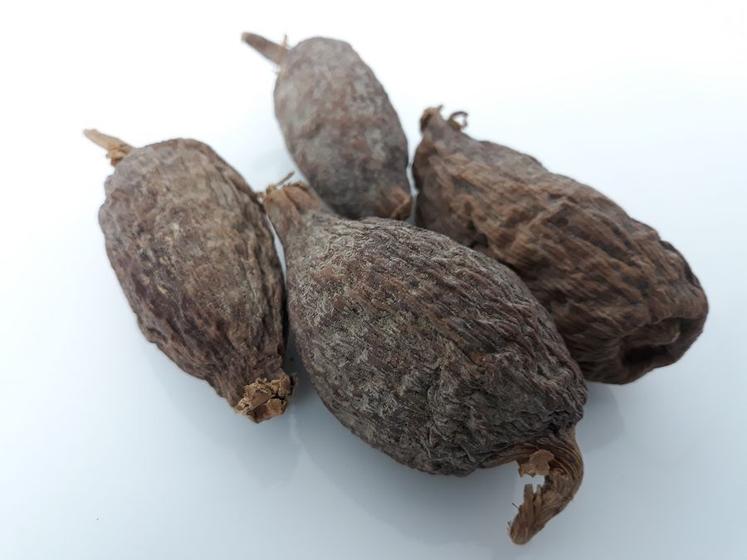 Kit 4 Fava de Atare Pimenta da Costa Legítima Ritual Umbanda Candomblé ...