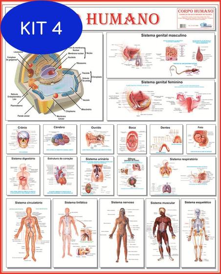 Kit 4 Mapa Anatomia do Corpo Humano 120cmX 90cm Gigante - Multimapas - Mapas e Atlas - Magazine ...
