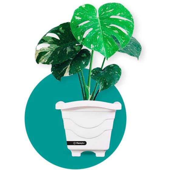 Kit 5 Vaso Quadrado Mini Cachepot Plástico Para Cactos e Suculentas ou Pequenos Arranjos 750ml ...