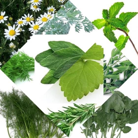 Kit com 10 Variedades de Ervas Medicinais para Cultivar em sua Horta ou ...