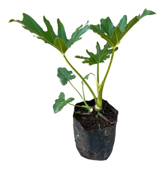 Kit Com 2 Mudas De Guaimbê - Banana Do Mato - AMK - Jardinagem e ...