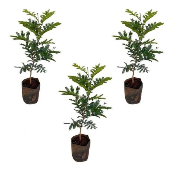 Kit Com 3 Mudas De Pau Brasil - AMK - Jardinagem e Paisagismo - Muda ...