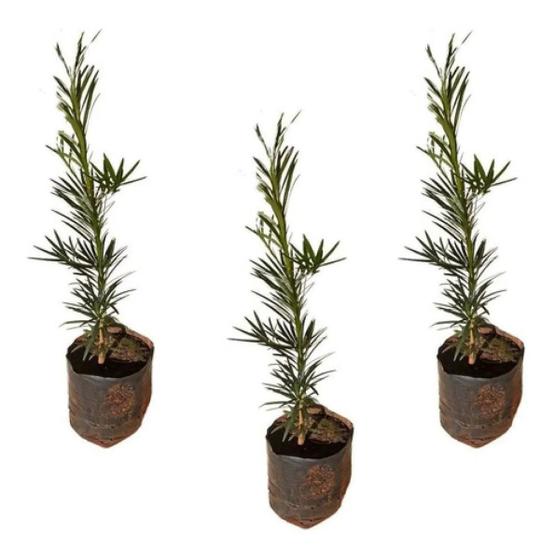 Kit Com 3 Mudas De Podocarpo - Cerca Viva - AMK - Jardinagem e ...