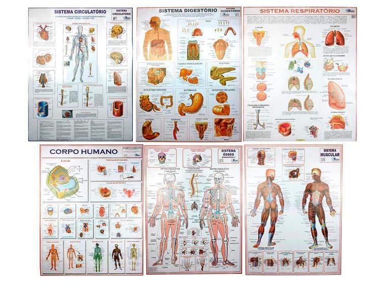 Kit Mapa do Corpo Humano Sistema Respiratório Digestório Circulatório ...