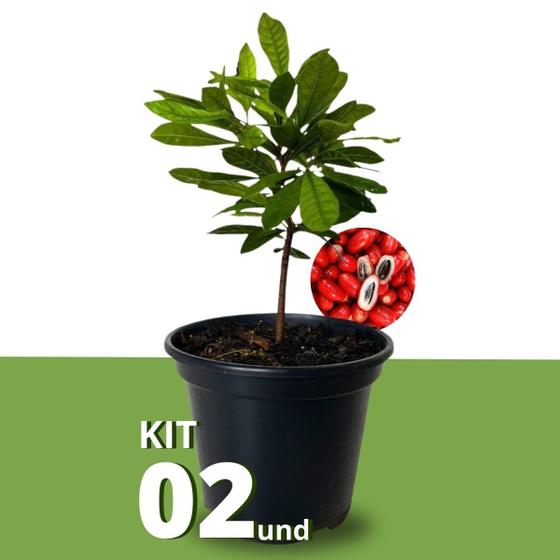 Kit Mudas de Fruta do Milagre Pote 15 Mudas Frutíferas 30cm - Verde ...