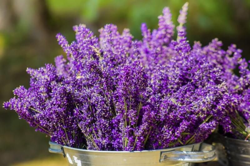 Lavanda Verdadeira / Alfazema - 200mg De Sementes - Isla - Sementes ...