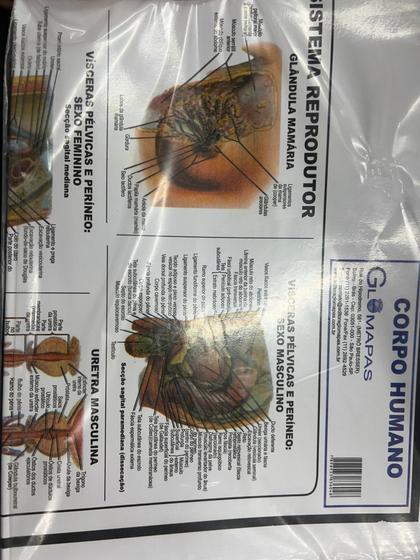 Mapa corpo humano - Mapas - Mapas - Magazine Luiza