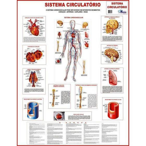 Mapa Corpo Humano Sistema Circulatório Gigante Poster 120 x 90 cm ...