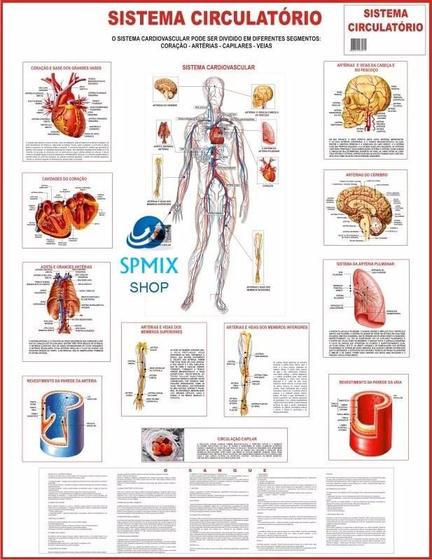 Mapa Do Corpo Humano Sistema Circulatorio 120x90cm - SPM - Mapas ...