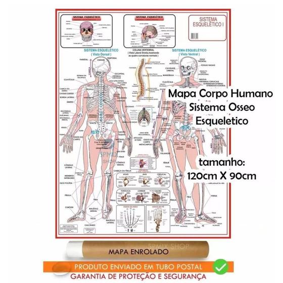 Mapa Do Corpo Humano Sistema Esqueletico I 120x90 Cm - Enrolado Em Tubo ...