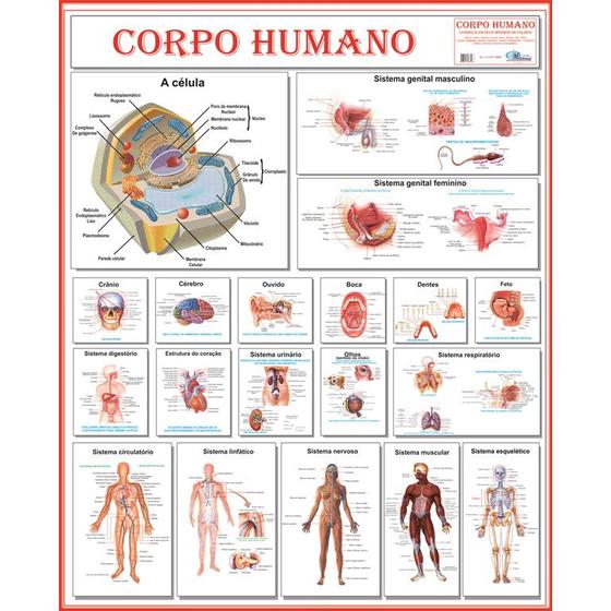 Mapa poster completo anatomia do corpo humano - tamanho gigante 120 x ...