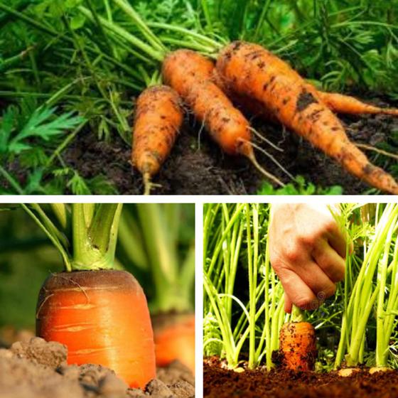 Mini Cenoura 50 Sementes + 2 Super PRÉMIOs !! - wolf sementes ...