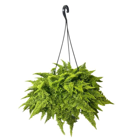 Mini Samambaia Havaiana Nephrolepis Exaltata Natural Cuia 21 - Inspira ...