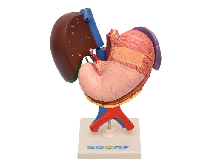 Modelo De Pancreas Pancreas, Pills And Treatment Concept Photo. The