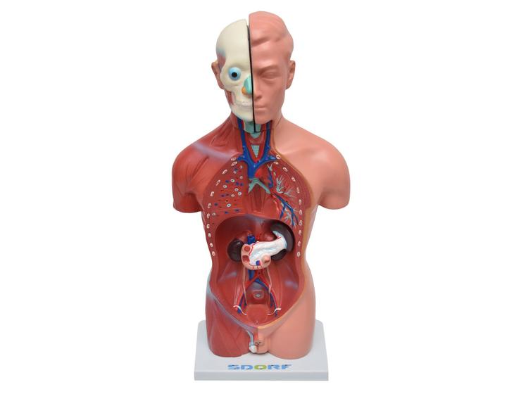 Modelo anatômico de Torso humano masculino de 42 cm de altura e com 14 ...