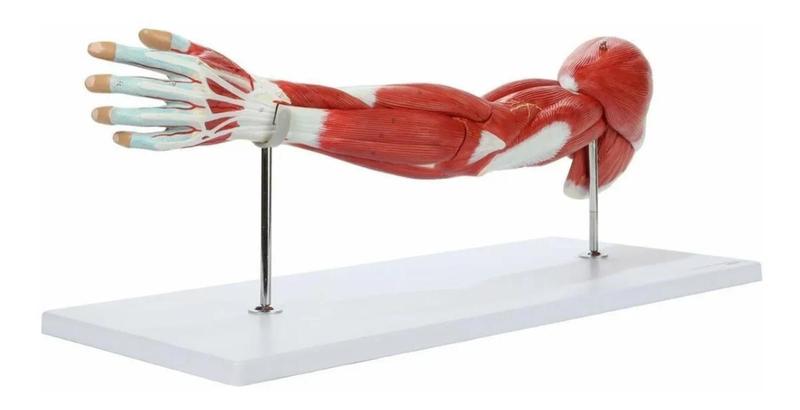 Modelo Anatômico Do Braço Com Músculos Em 7 Partes - yuan - Modelos ...