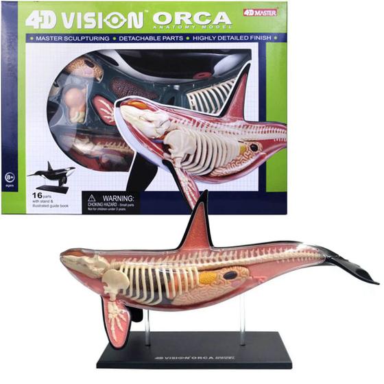Modelo de Anatomia Baleia Orca 4D Master Vision FME 26099 16 Peças de ...