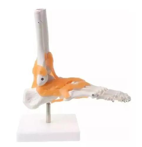 Modelo Do Pé Humano Anatomia Do Corpo Articulado Ligamentos - MinyMix ...