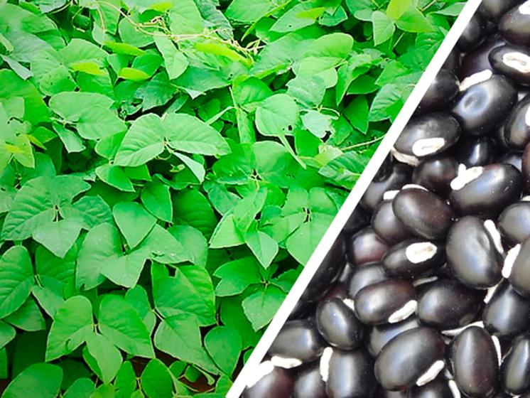 Mucuna Preta Mucuna Pruriens - 1 kg De Sementes - Produtos para Energia ...