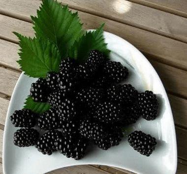 Muda Amora sem Espinho Rubus Inermis Estaquia - Dancruz - Muda ...