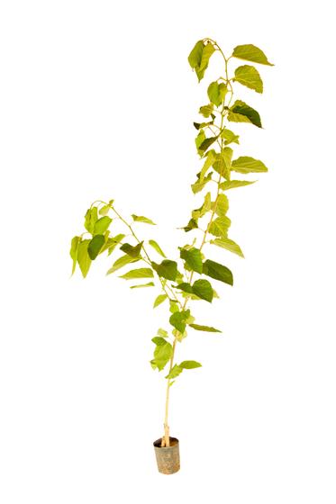 Muda de Amora Altura 0,40 cm a 0,80 cm - Plantas - Muda - Magazine Luiza