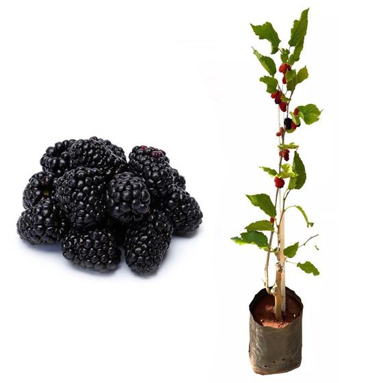Muda de Amora Gigante Portuguesa 20 a 40cm AMK - Plantas Online - AMK ...