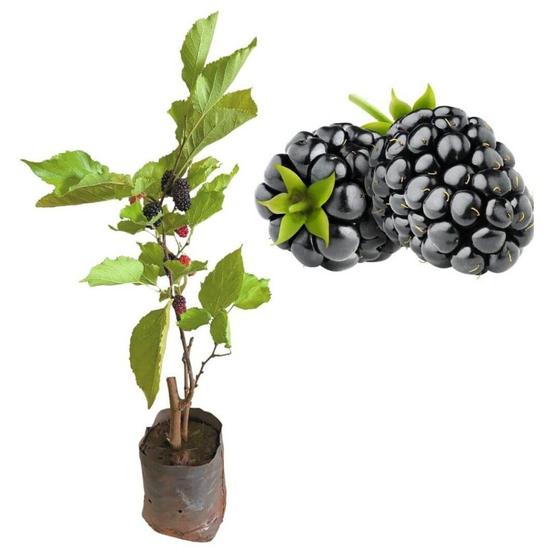 Muda De Amora Italiana Gigante 80cm Amoreira Já Produzindo - Verde ...