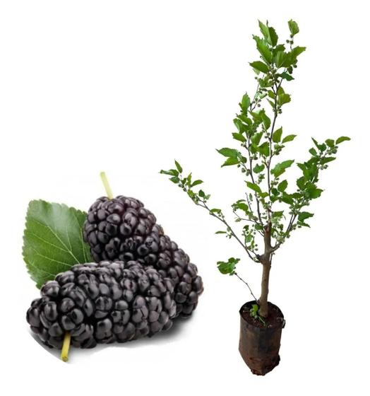 Muda De Amora Italiana Já Produzindo - Com Frutos No Pé - AMK ...