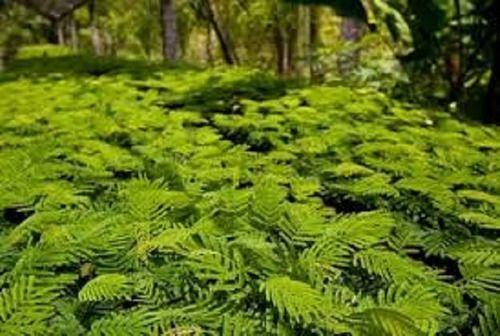 Muda De Angico Vermelho - Pronta Para O Plantio - Mudas Herculândia ...