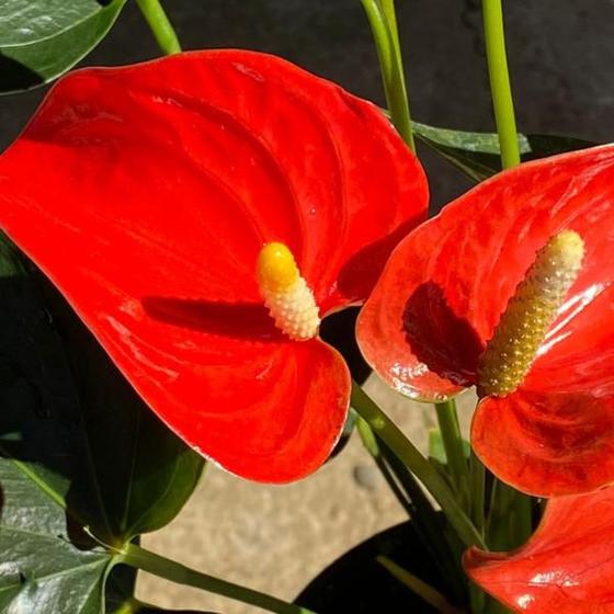 Muda de Antúrio Laranja - Gardencitrus - Muda - Magazine Luiza