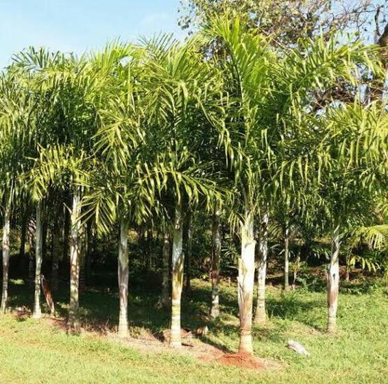 Muda de areca de locuba - mudas de 1.40 metro - Ornament Mudas - Muda ...