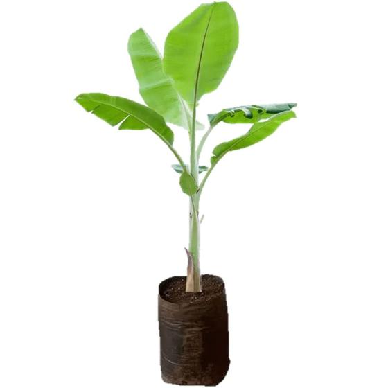 Muda de Banana Nanica Altura de 0,40 cm a 0,80 cm - AMK - Jardinagem e ...