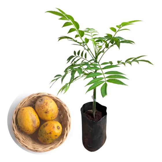 Muda De Cajá Manga Anão P/ Vasos - Excelente Frutas - AMK - Jardinagem ...