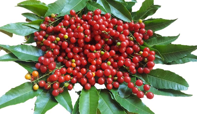 Muda de Chal Chal Atrativa de Pássaros Para Produzir - ArmazémDasMudas ...