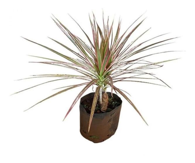 Muda De Dracena Tricolor - Ideal Para Jardins - AMK - Jardinagem e ...