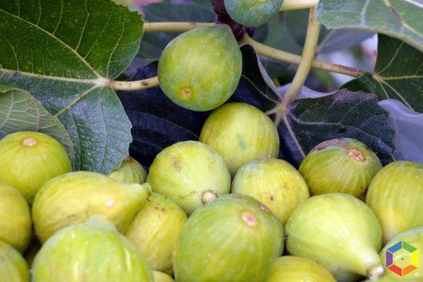 Muda de Figo Branco Enxertado - Muda - Magazine Luiza