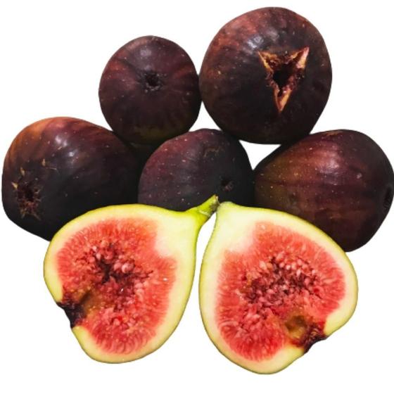 Muda de Figo Roxo Enxertado - Gardencitrus - Muda - Magazine Luiza