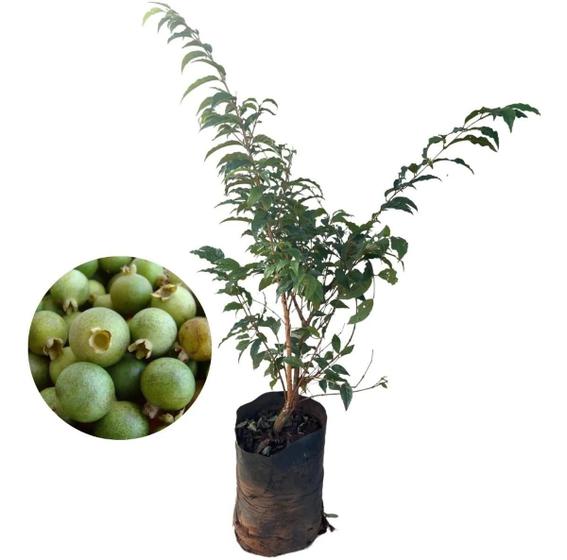 Muda De Gabiroba Para Produzir - AMK - Jardinagem e Paisagismo - Muda ...