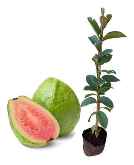 Muda De Goiaba Tailandesa Gigante - Ideal Para Vasos - AMK - Jardinagem ...