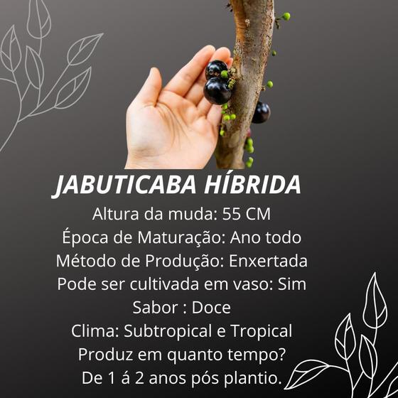 Muda De Jabuticaba Híbrida - Gardencitrus - Muda - Magazine Luiza