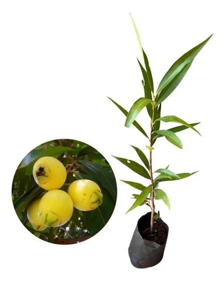 Muda De Jambo Amarelo - Exótico - AMK - Jardinagem e Paisagismo - Muda - Magazine Luiza