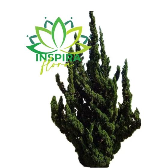Muda De Kaizuka Tuia Espiral Pinheiro Bonsai Kaizu Kaizuca - INSPIRA ...