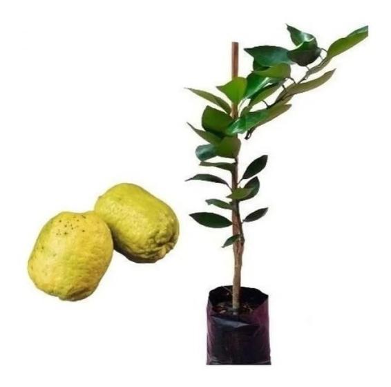 Muda De Laranja Cidra - Enxertada - AMK - Jardinagem e Paisagismo ...