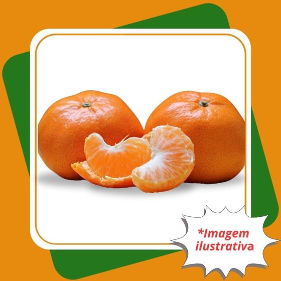 Muda de Montenegrina Enxertada Citrus Reticulata Blanco. - Gardencitrus ...