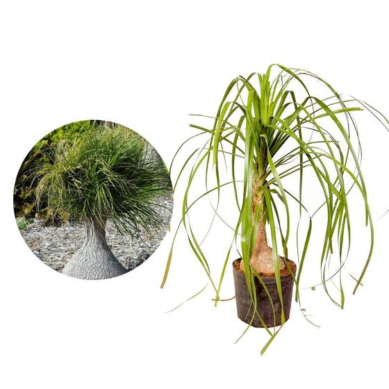 Muda de Pata de Elefante 20 a 40cm AMK - Plantas Online - Genérico ...