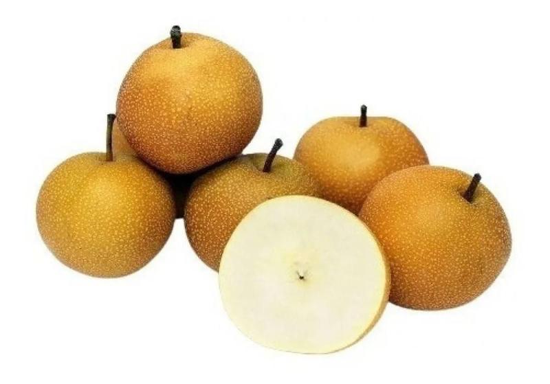 Muda De Pêra Houssui Ou Pêra Japonesa - Enxertada - AMK - Jardinagem e ...