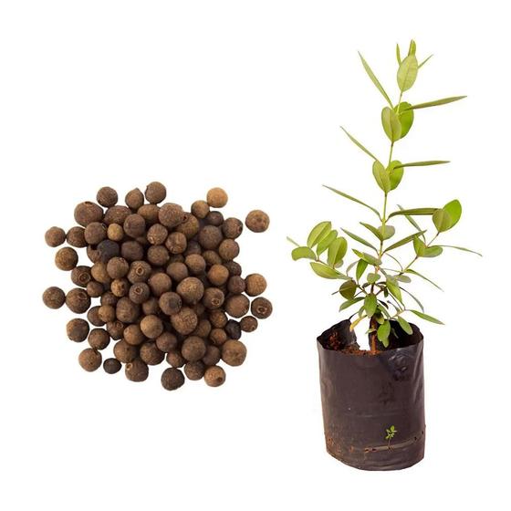 Muda de Pimenta da Jamaica 20 a 40cm AMK - Plantas Online - Genérico ...