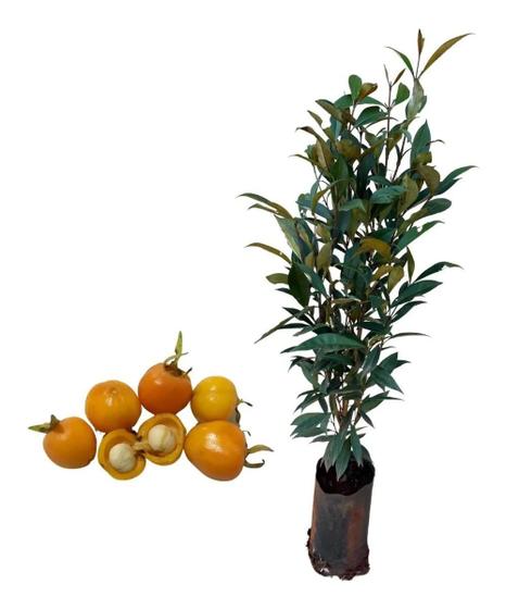 Muda De Pitomba Amarela Da Bahia - Exótica - AMK - Jardinagem e Paisagismo - Muda - Magazine Luiza