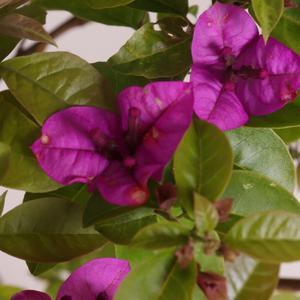 Muda de primavera Trepadeira Roxa - Gardencitrus - Muda - Magazine Luiza